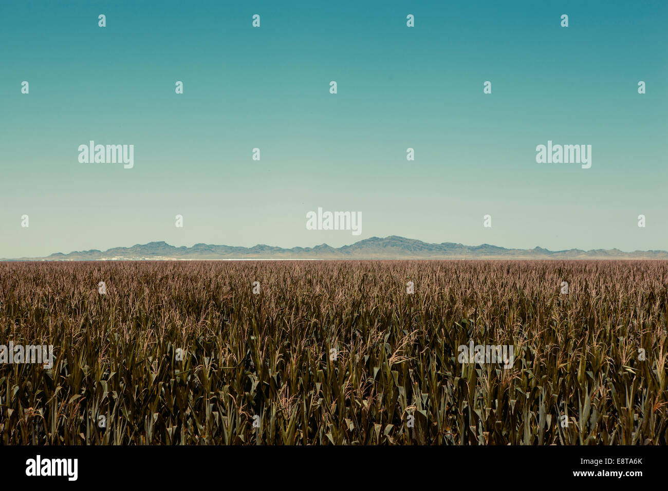 Field of corn in rural landscape Stock Photo - Alamy