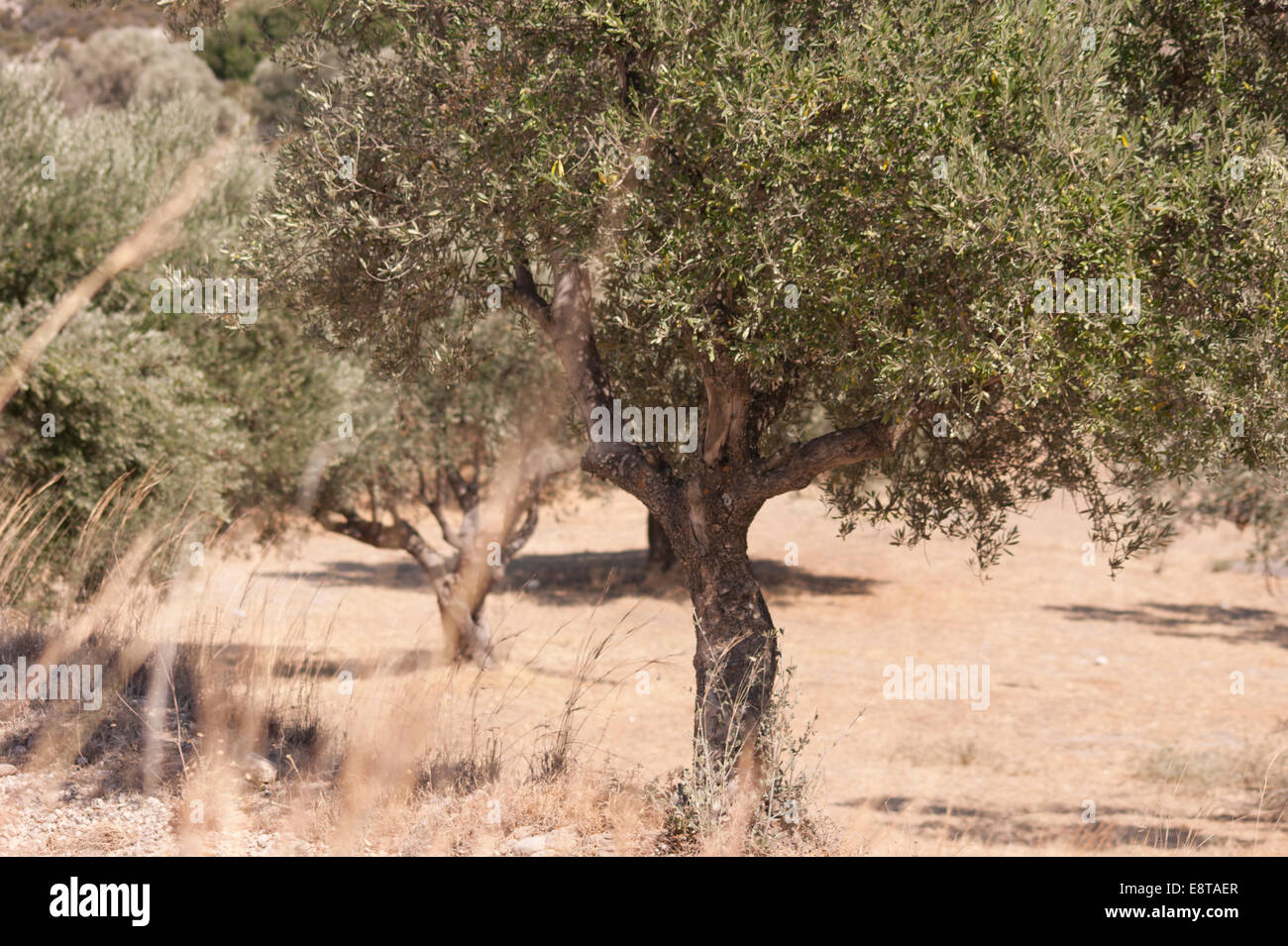Olive tree in August Stock Photo - Alamy