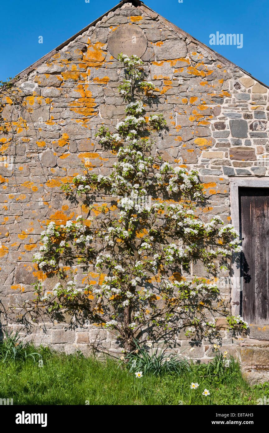 Espalier High Resolution Stock Photography and Images - Alamy