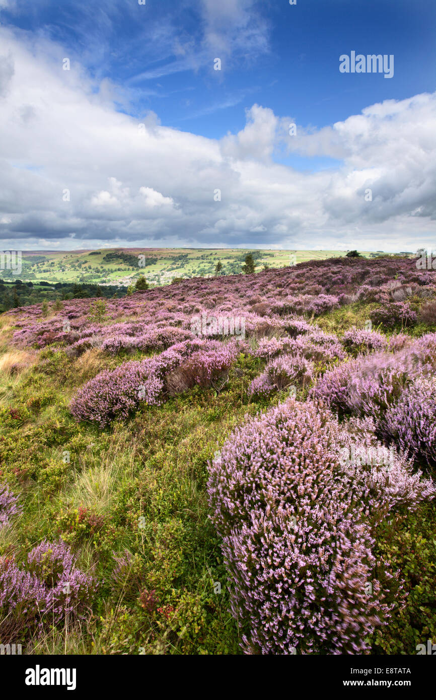 Heather moor purple hi-res stock photography and images - Alamy