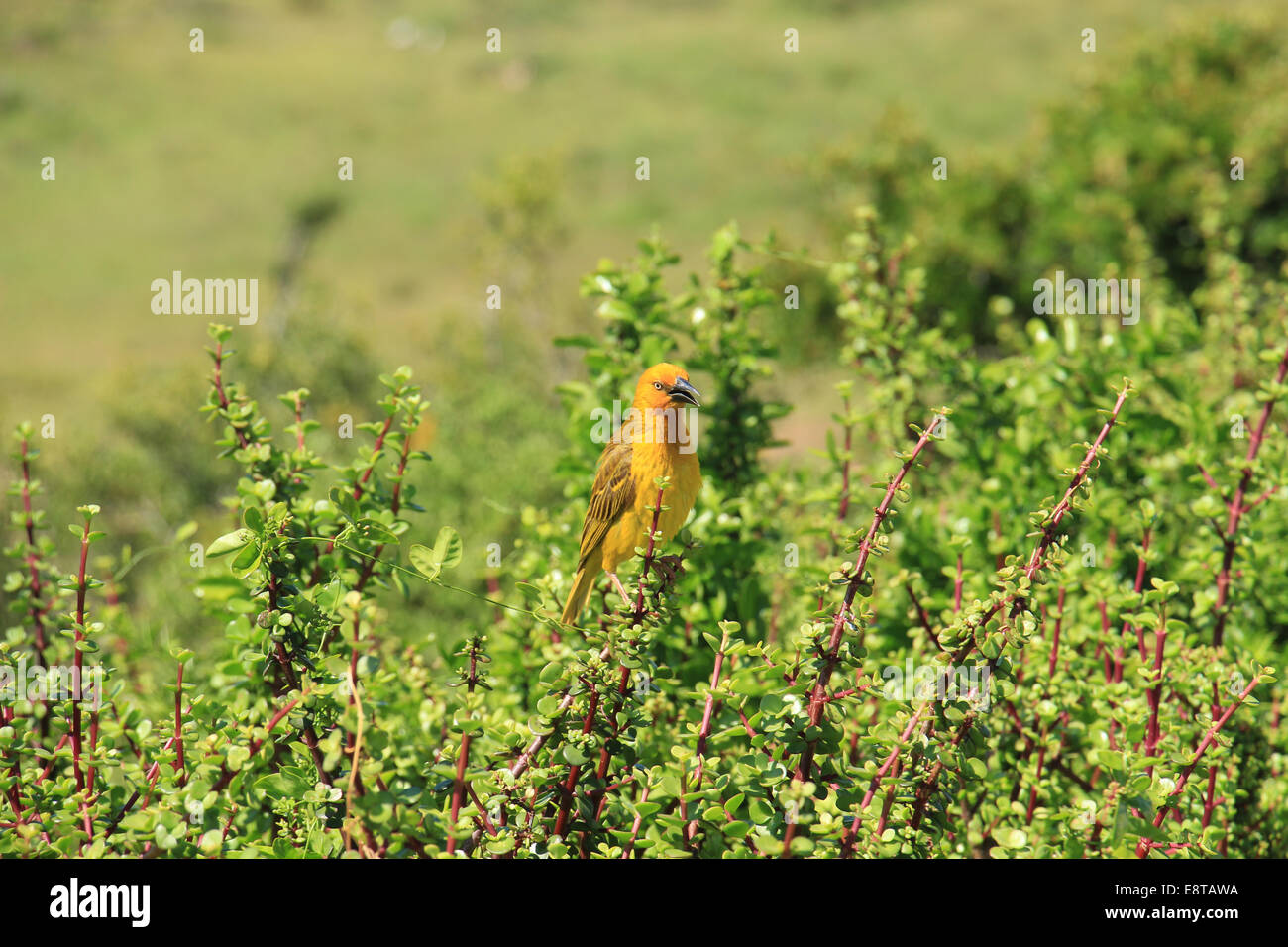 Yellow bird, Golden yellow weaver (Ploceus subaureus) South Africa ...