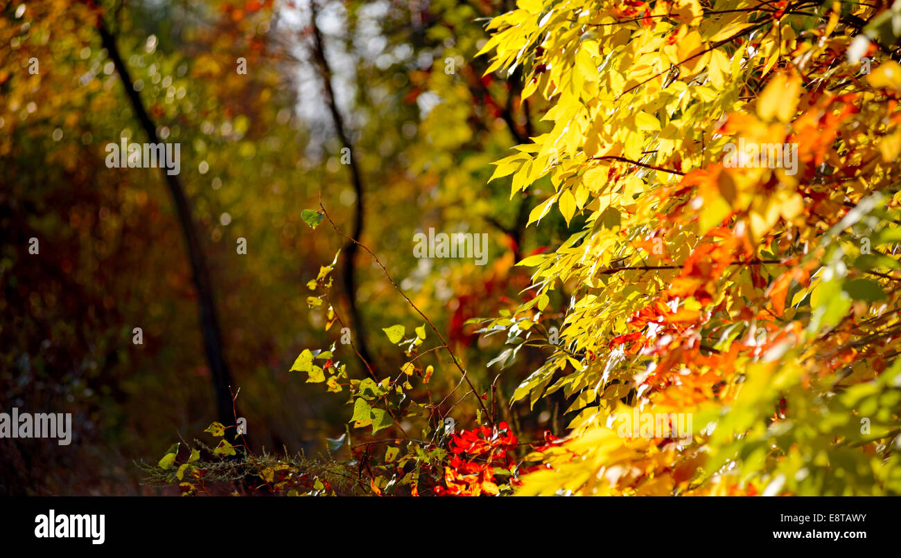 Rowan leaves hi-res stock photography and images - Alamy