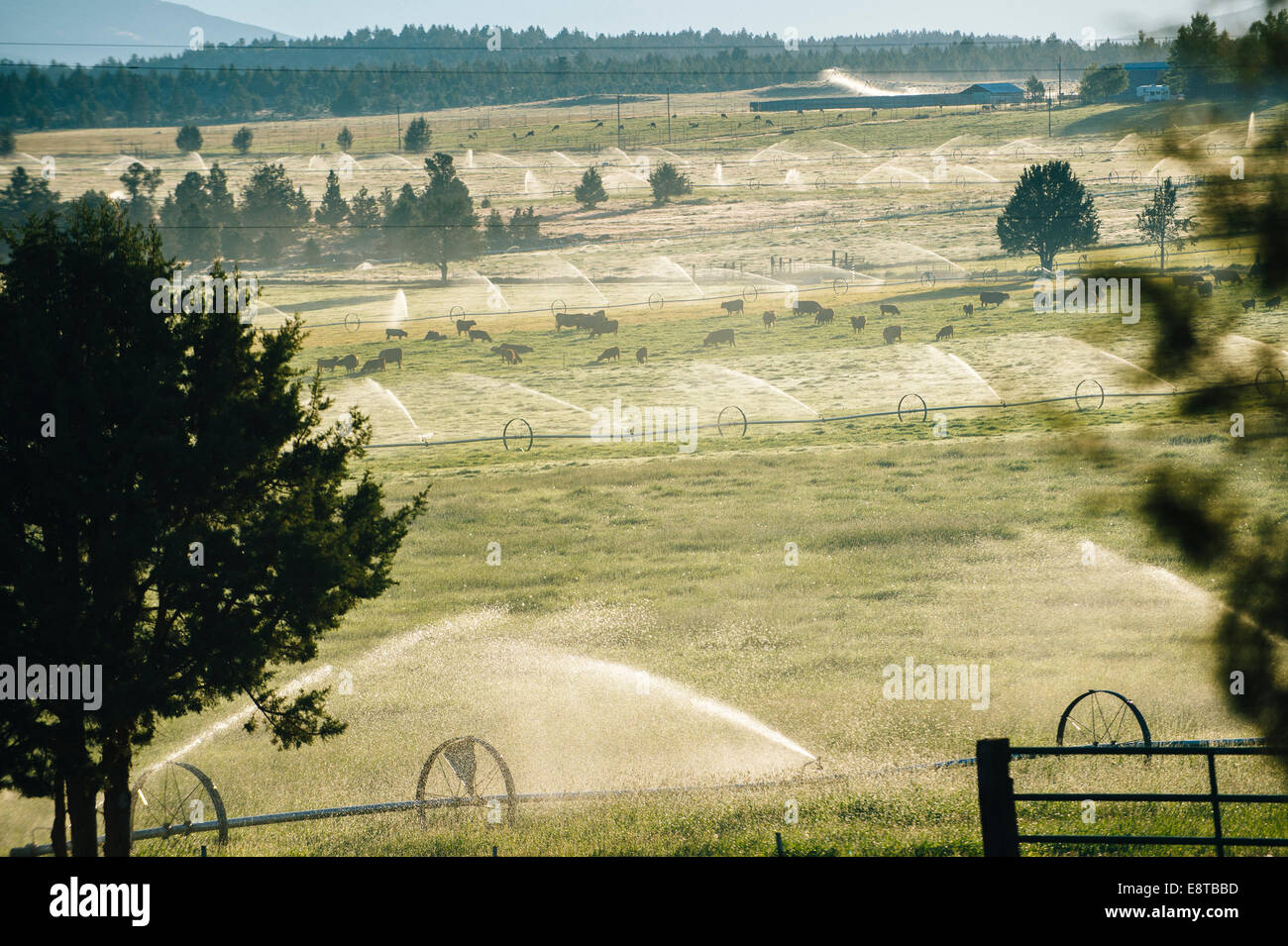 Irrigation system watering crop fields in rural landscape Stock Photo ...