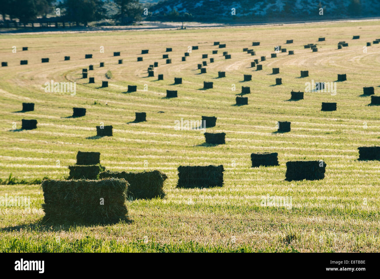 Hay bales in field in rural landscape Stock Photo - Alamy