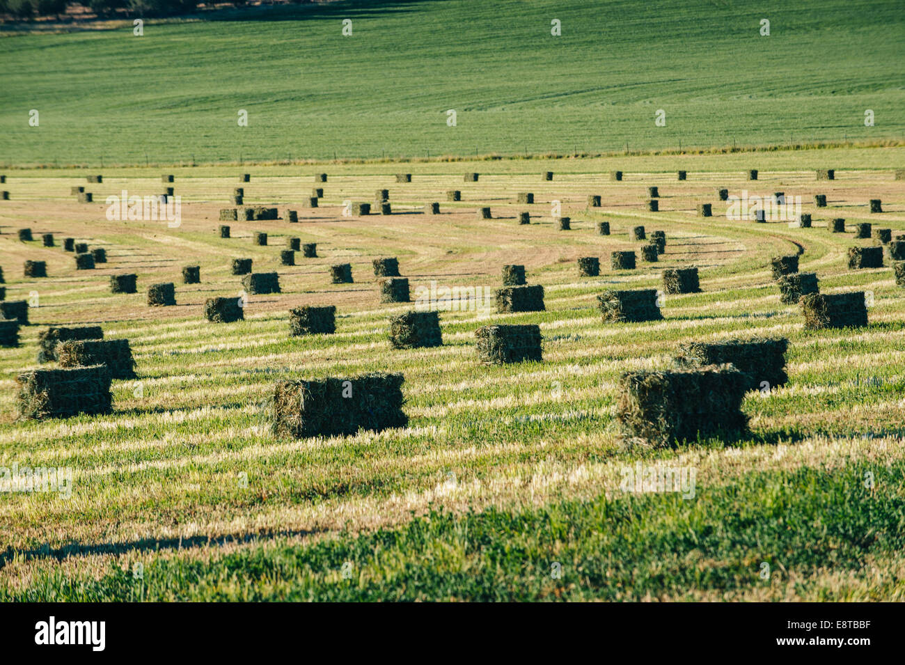Hay bales in field in rural landscape Stock Photo - Alamy