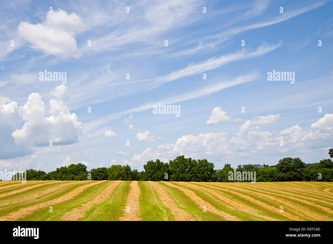 Crop field under blue sky in rural landscape Stock Photo - Alamy