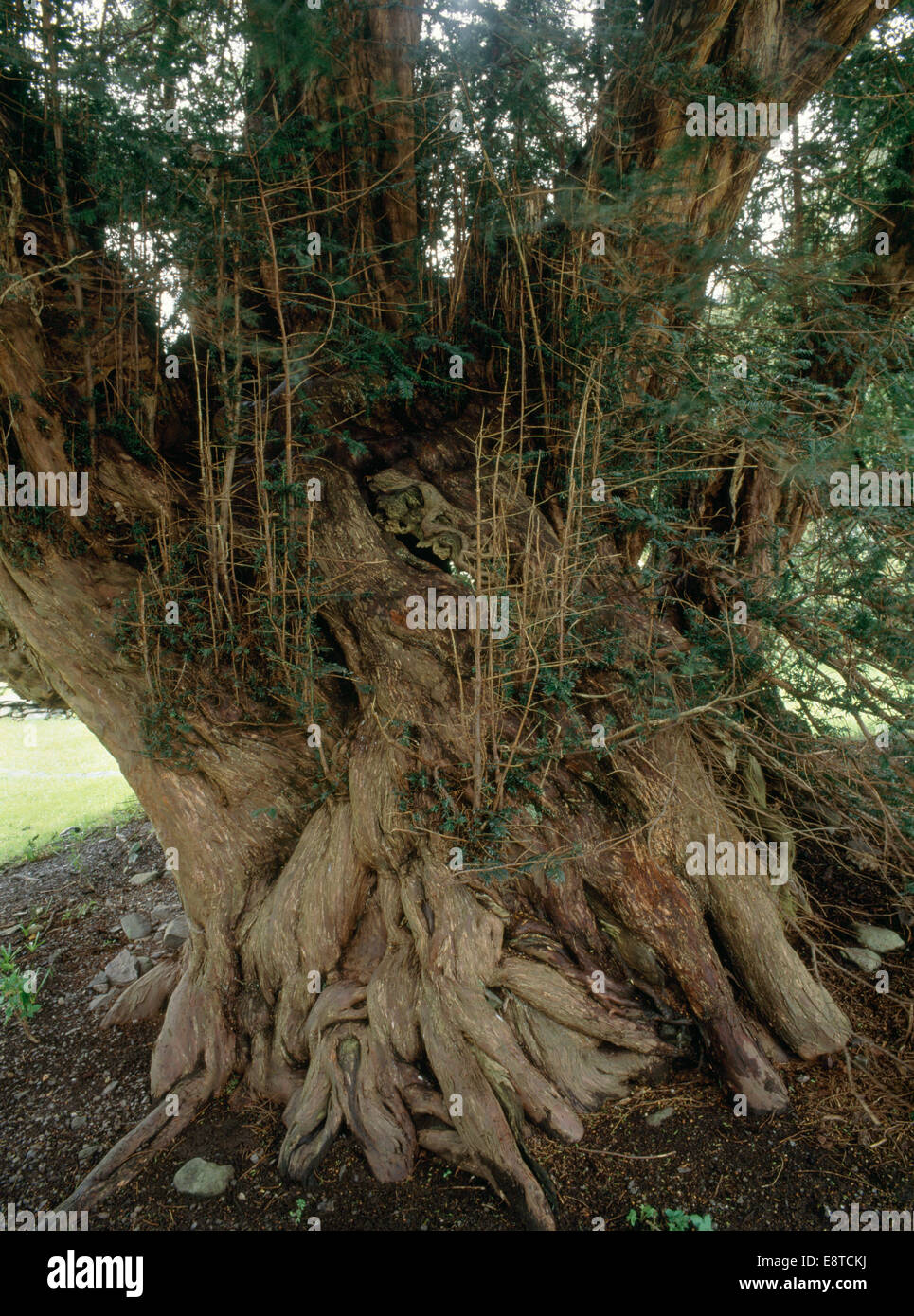 Detail of trunk of ancient (1000+ years old) yew tree beside the ...