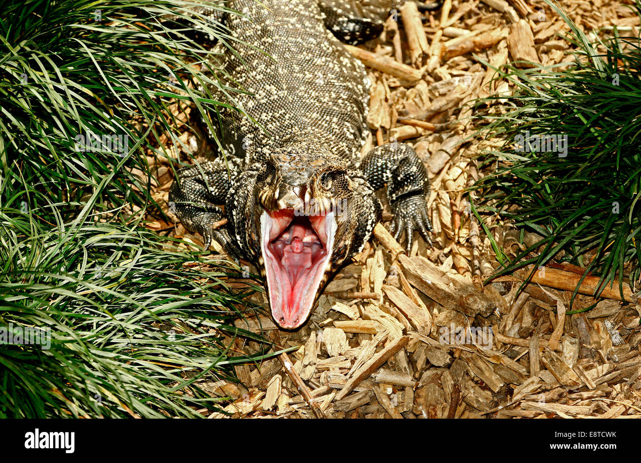 Gold or Common Tegu (Tupinambis teguixin) with open jaws Stock Photo ...