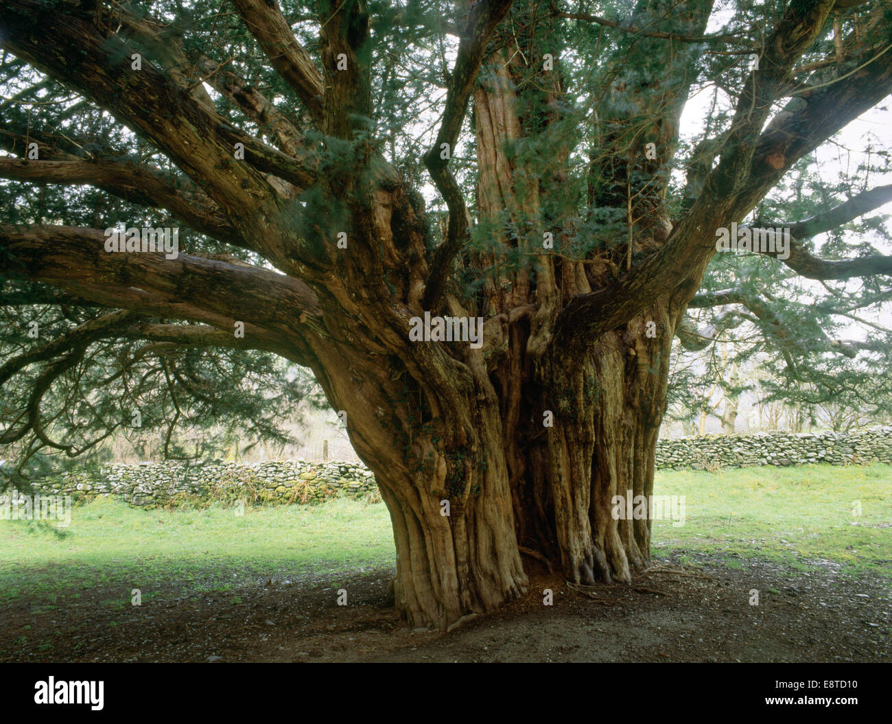 Ancient (1000+ years old) yew tree with hollow trunk in circular ...