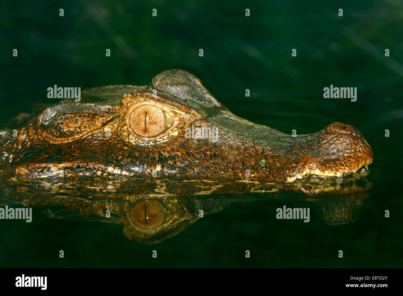 Cuvier's Dwarf cayman (Paleosuchus palpebrosus) Head in water closeup ...