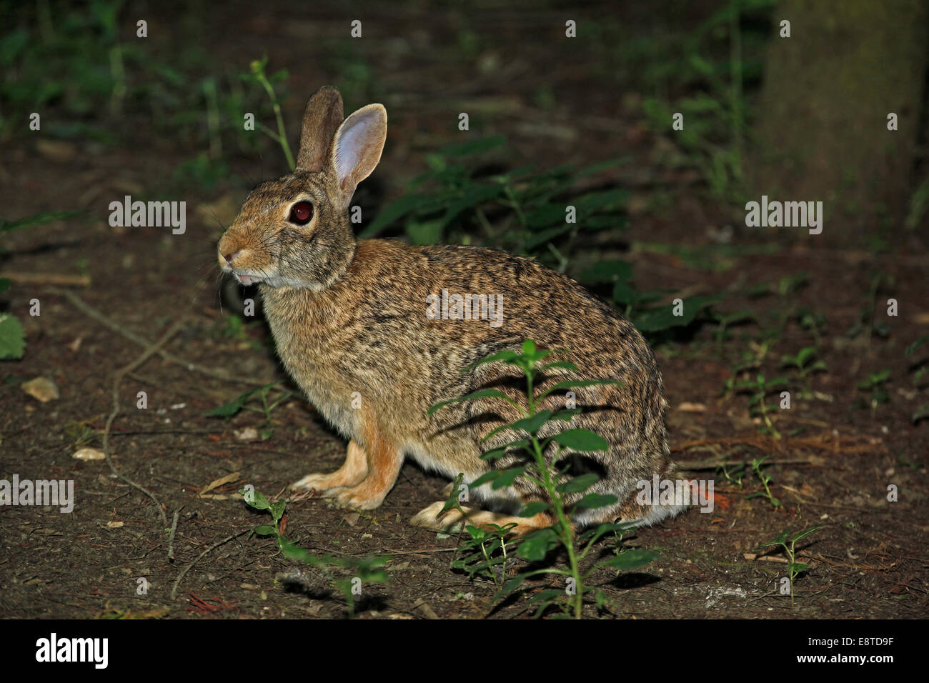 Eastern Cottontail Rabbit (Sylvilagus floridanus Stock Photo - Alamy