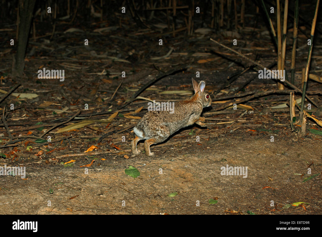Cottontail rabbit running hi-res stock photography and images - Alamy