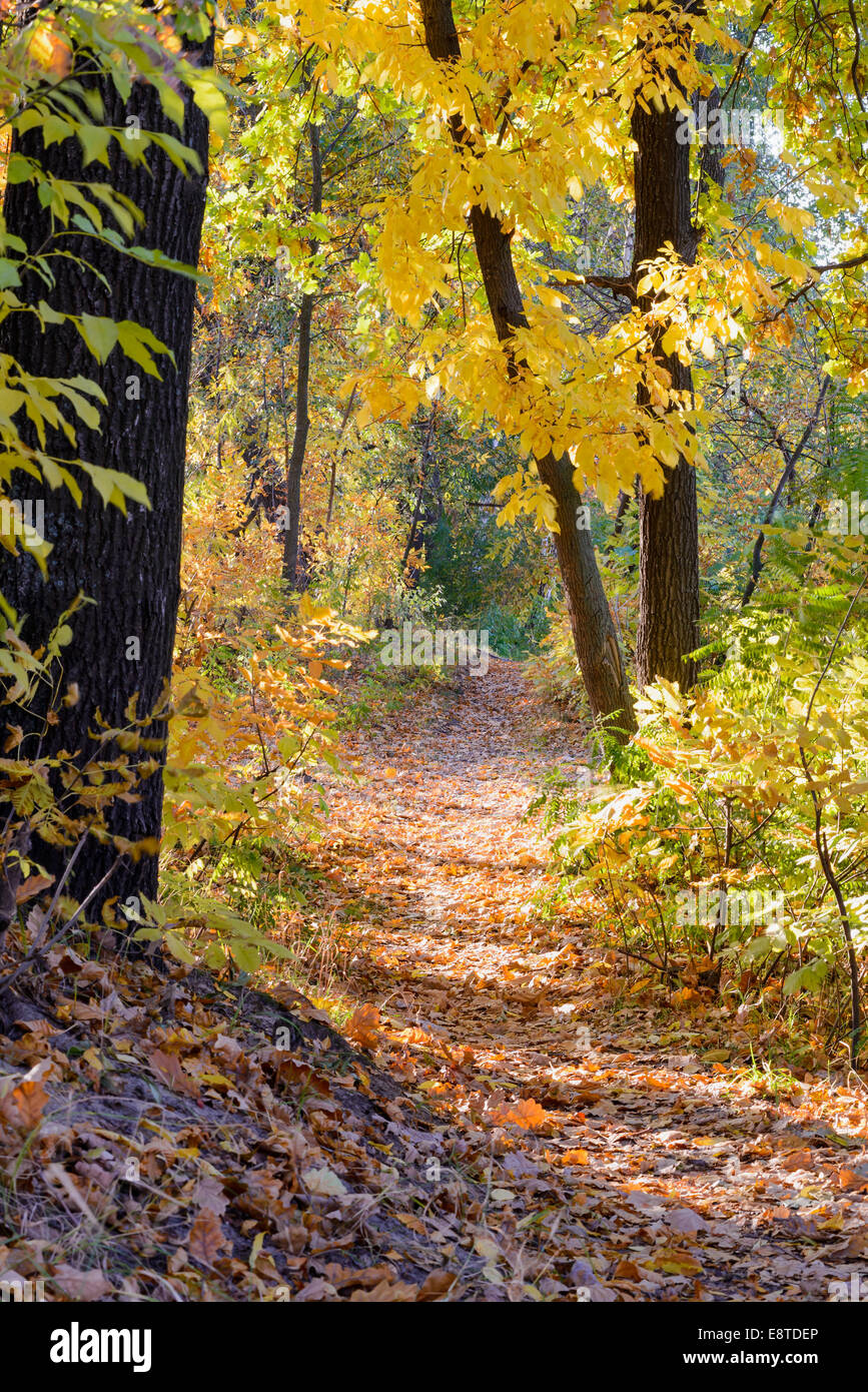 Autumn forest path between maple and poplar trees in a sunny day Stock ...