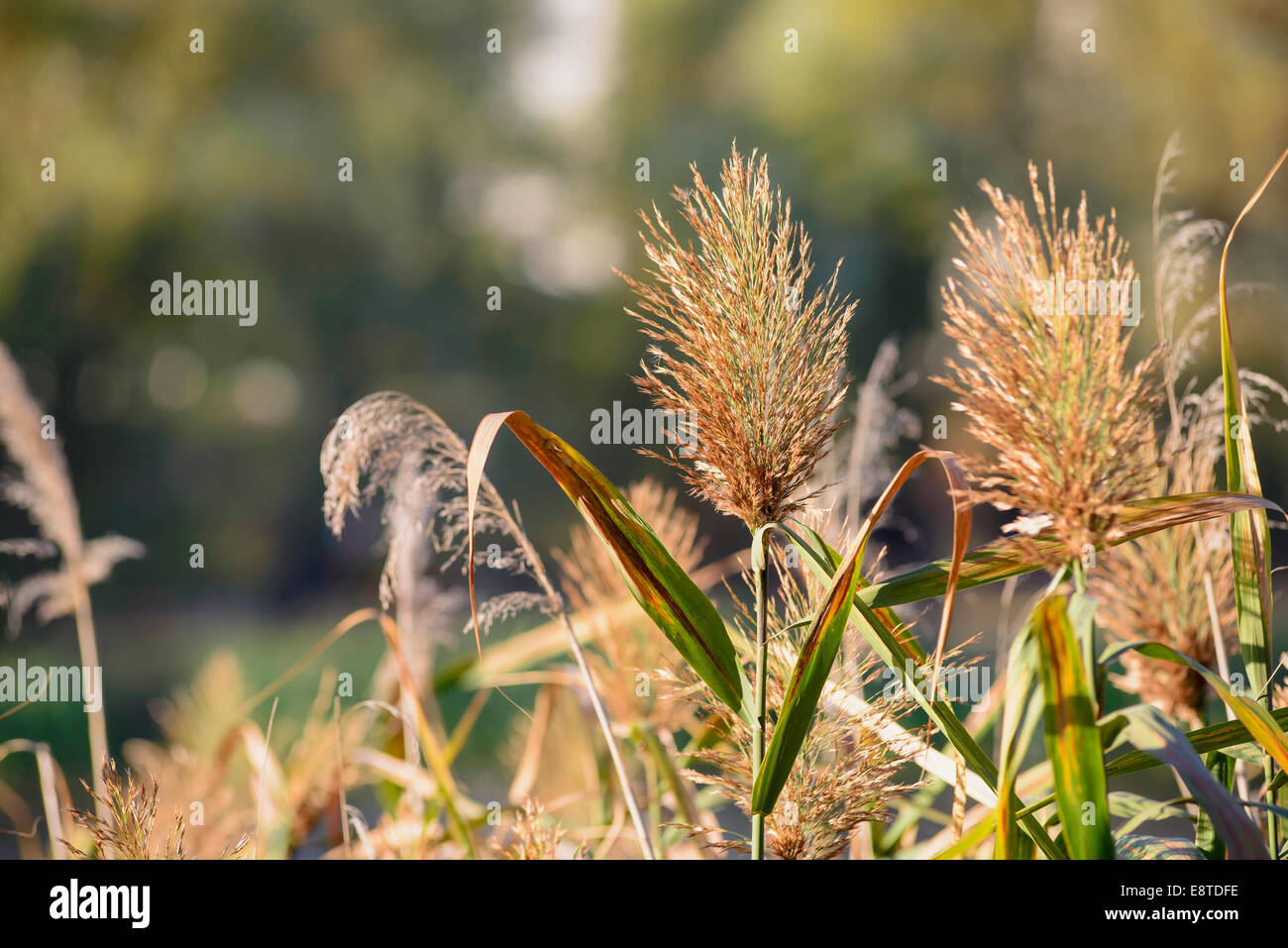 Bulrush flower hi-res stock photography and images - Alamy