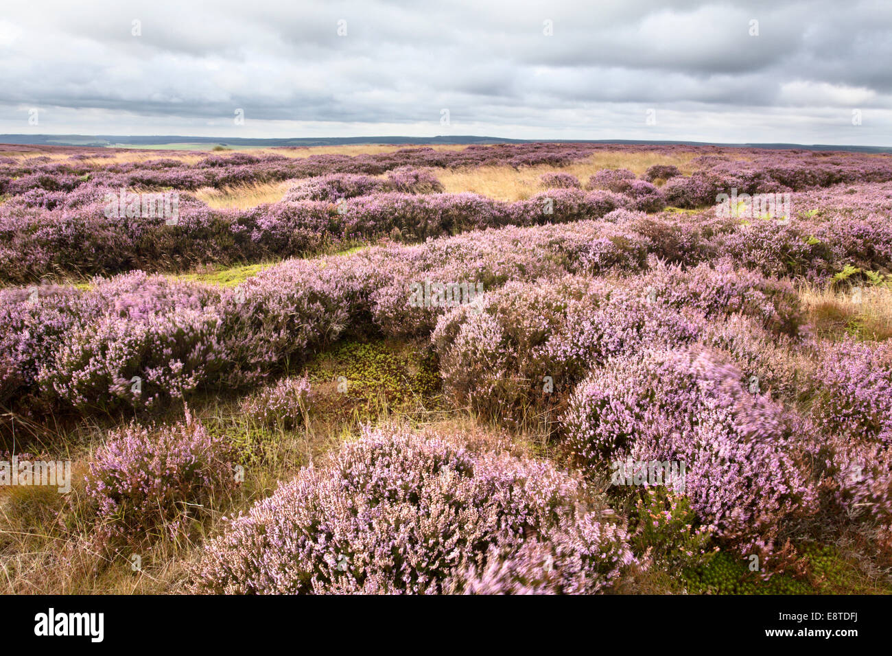Heather in Bloom on Stony Marl Moor North York Moors Yorkshire England ...