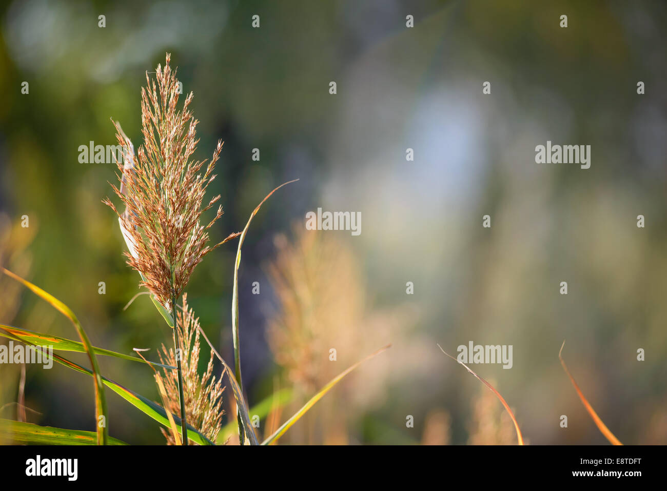 Bulrush Flower High Resolution Stock Photography and Images - Alamy