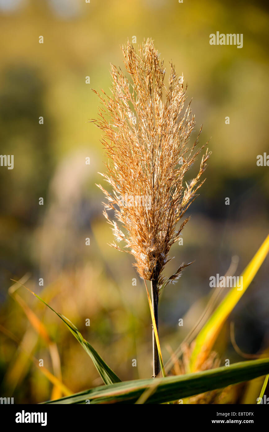 Bulrush flower hi-res stock photography and images - Alamy