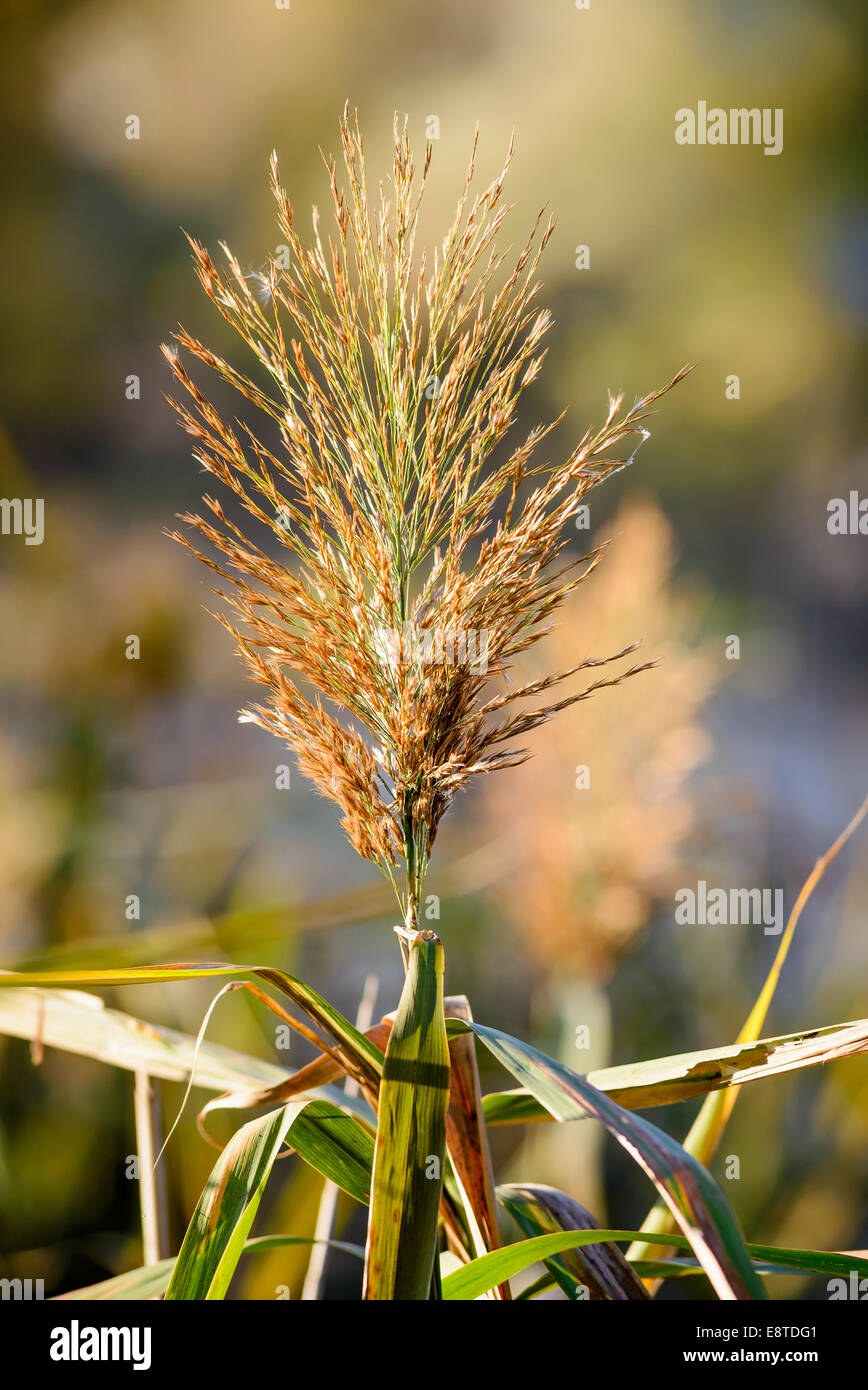 Bulrush flower hi-res stock photography and images - Alamy