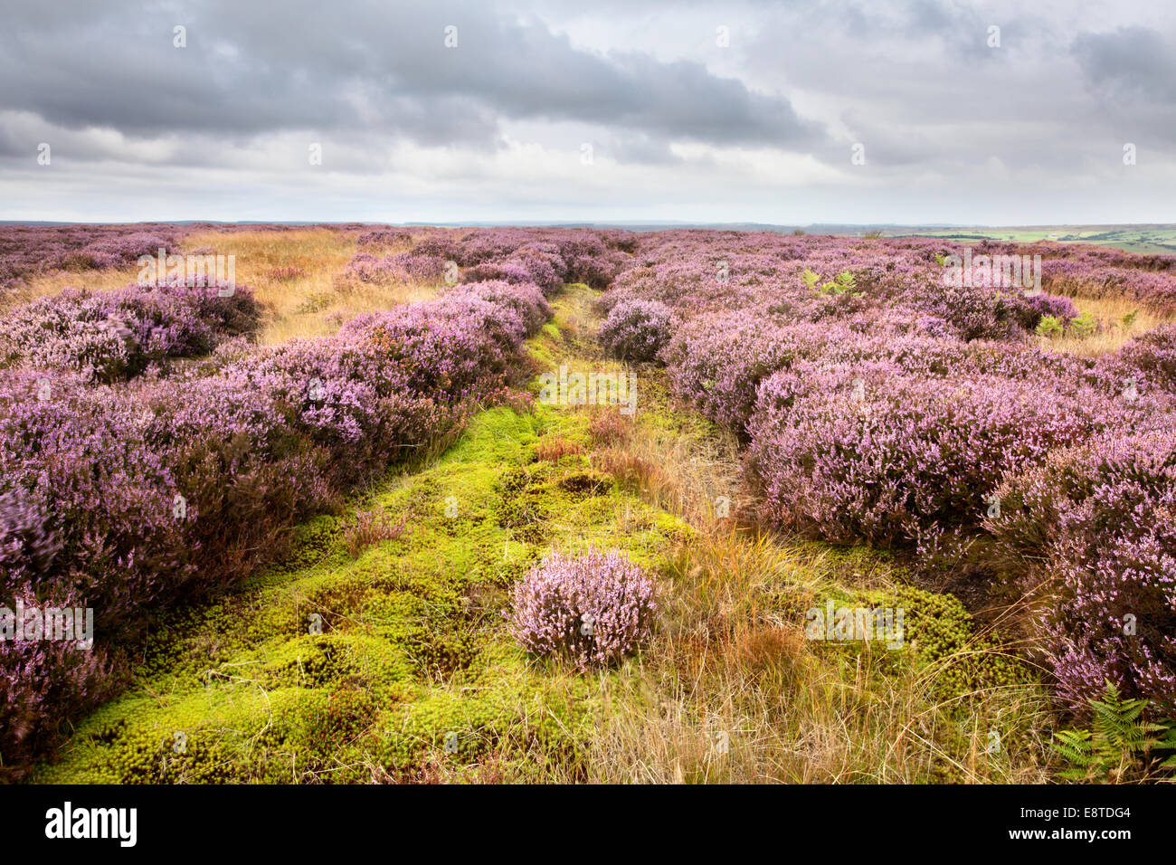 Heather Bloom High Resolution Stock Photography and Images - Alamy