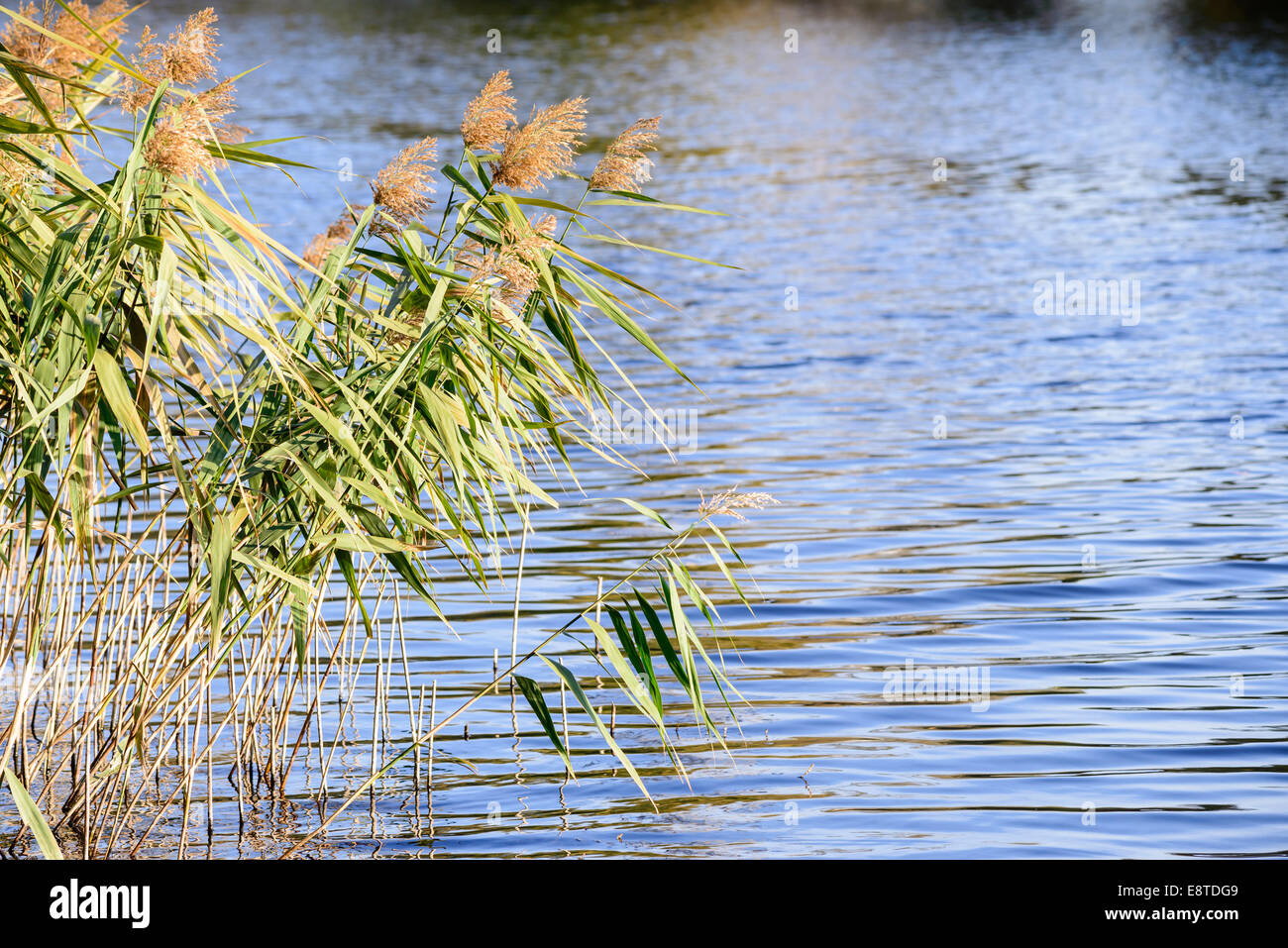 Bulrush leaves and flowers close to the lake in autumn Stock Photo - Alamy