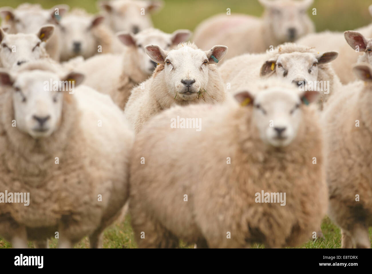 Sheep look hi-res stock photography and images - Alamy