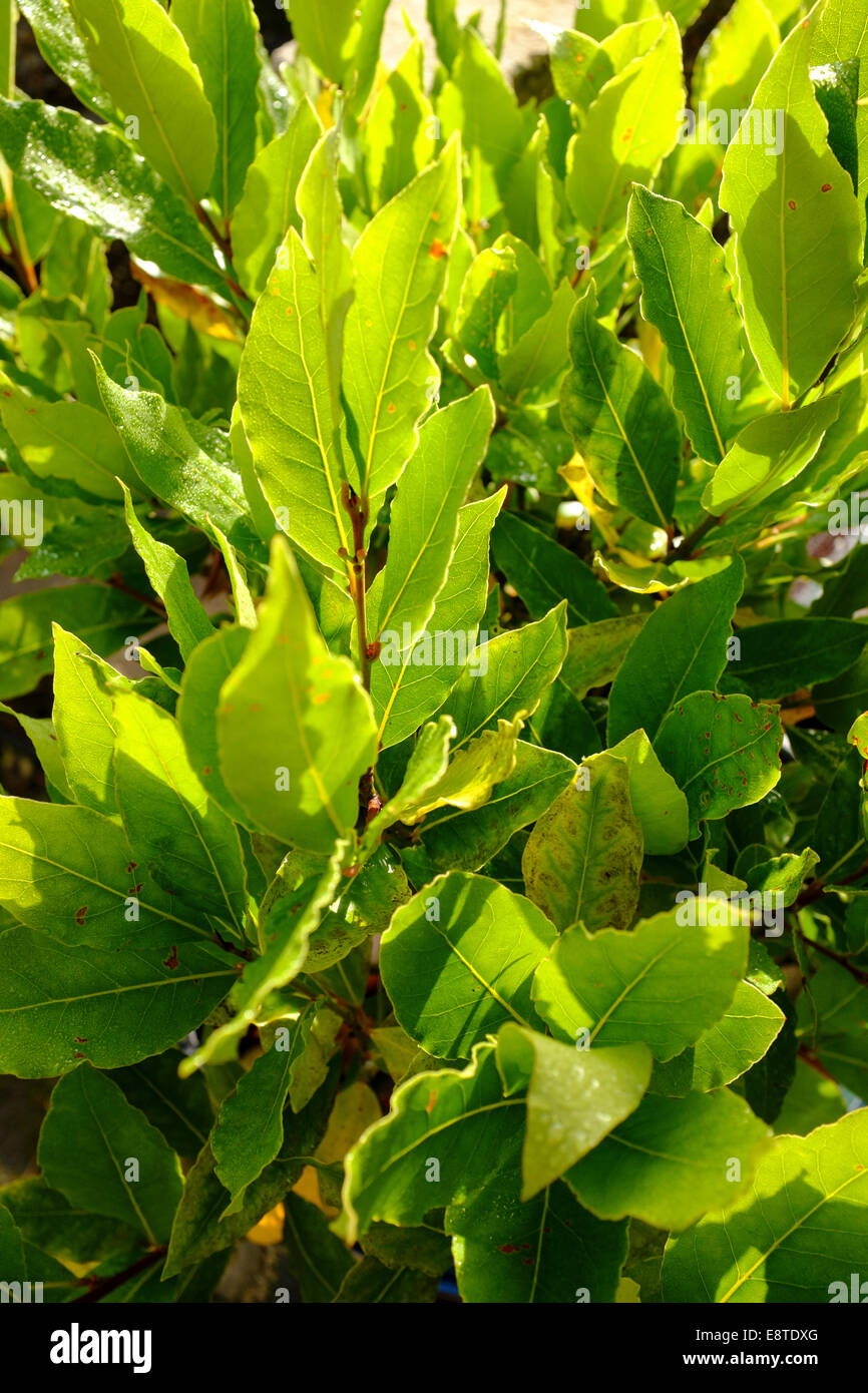 Bay leaves on a small bay tree. Close in. Bright green. Portrait format ...