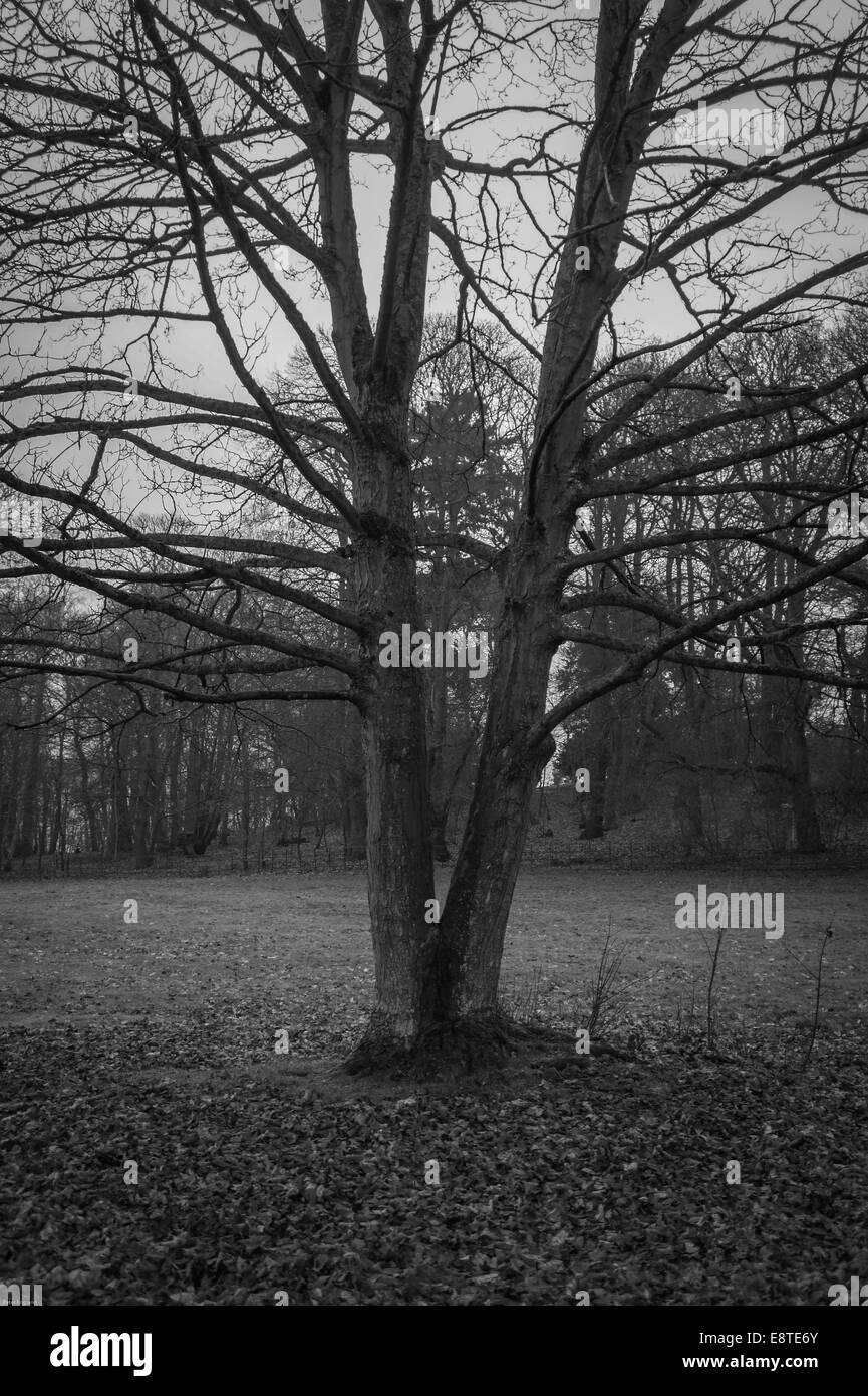 Twin trees hi-res stock photography and images - Alamy