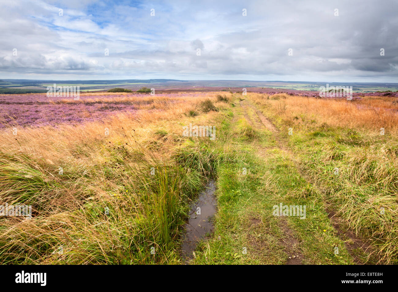 Purple moor grass hi-res stock photography and images - Alamy