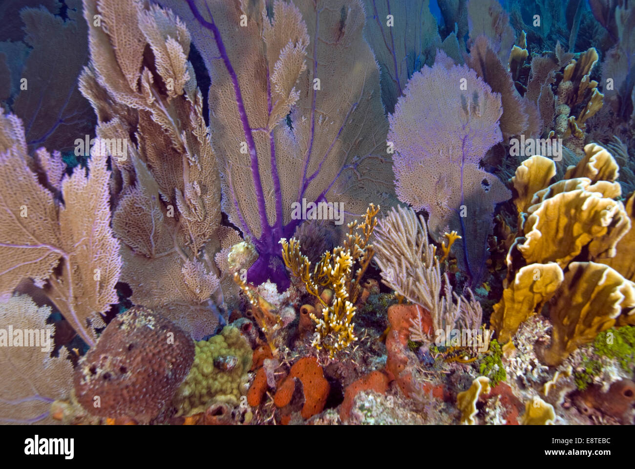 Colorful Coral Reef at Key Largo Stock Photo - Alamy