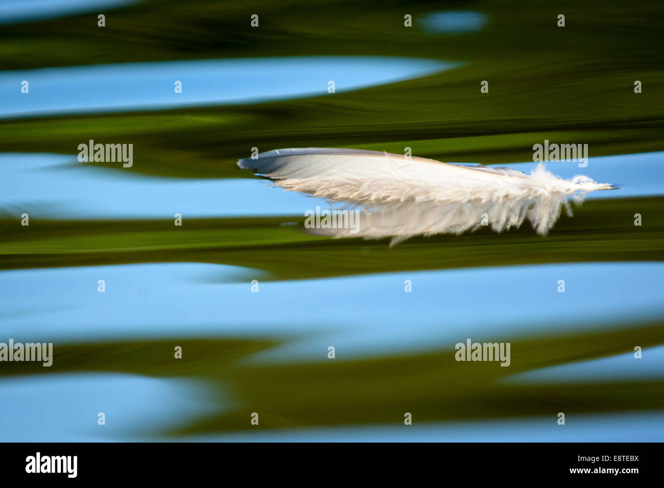 Feather and water hi-res stock photography and images - Alamy