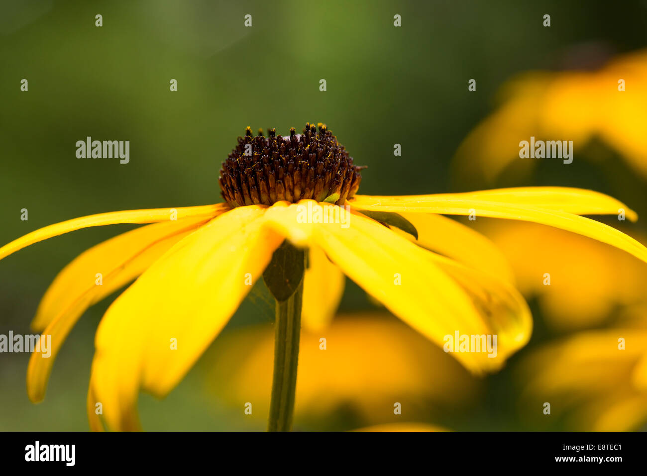 Black eyed susan rudbeckia hirta hi-res stock photography and images ...