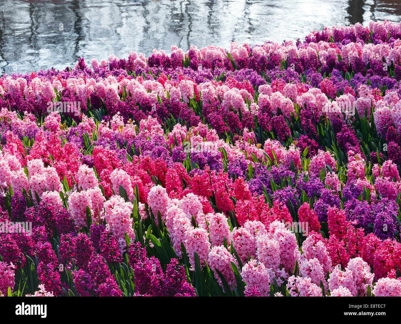 Beautiful varicolored hyacinths near pond. Nature spring background ...