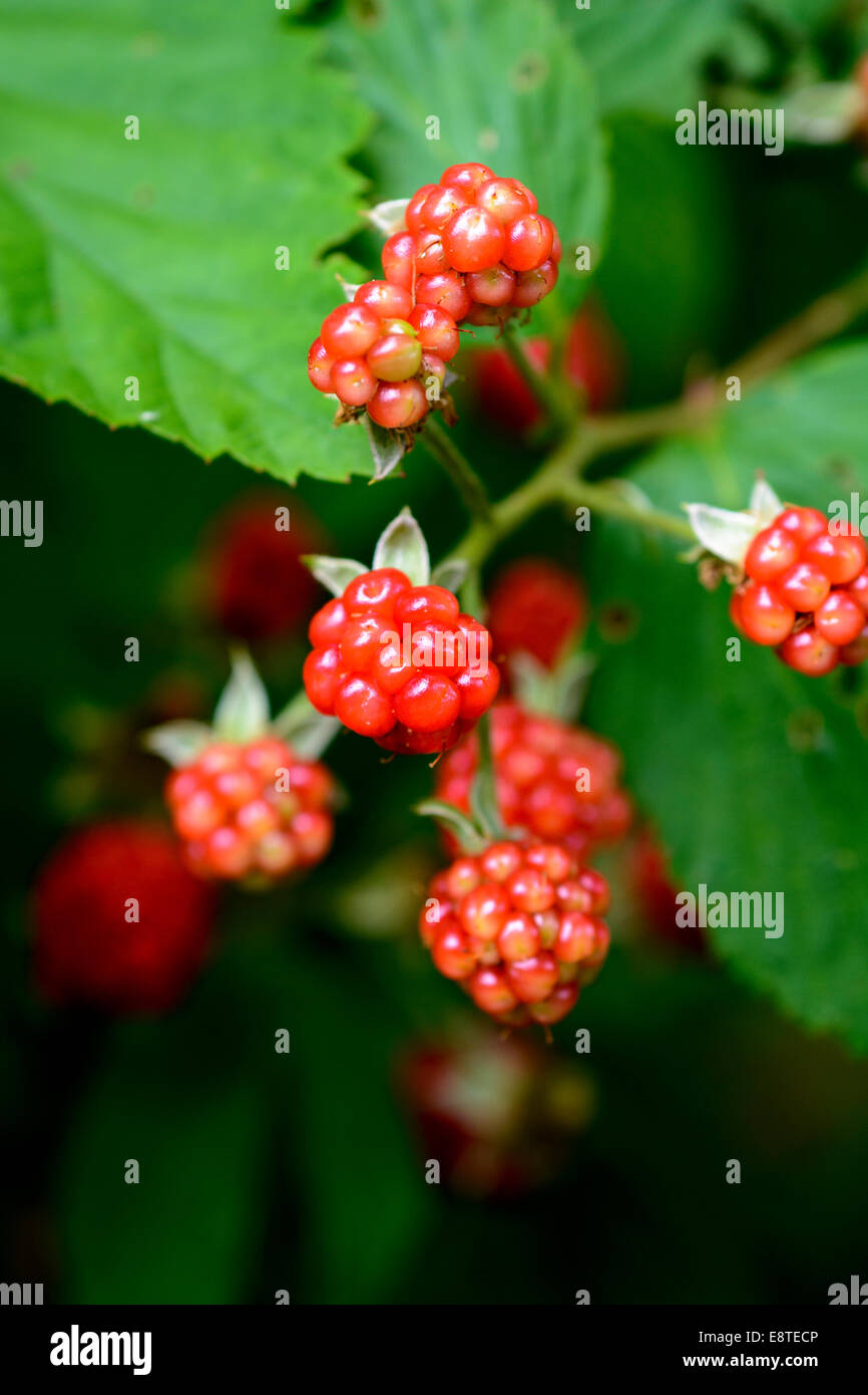 Wild edible raspberries Stock Photo - Alamy