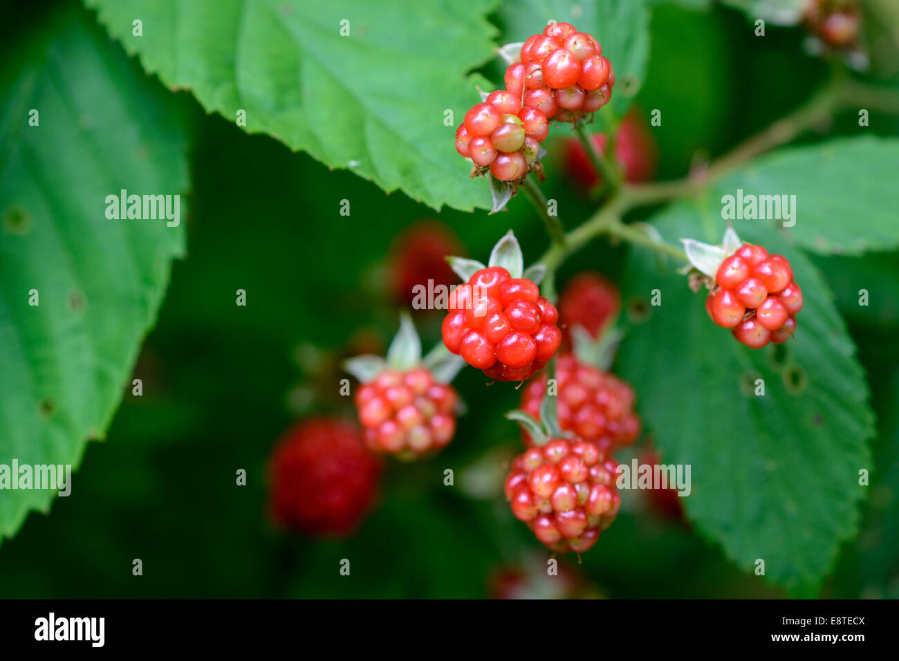 Wild edible raspberries Stock Photo - Alamy