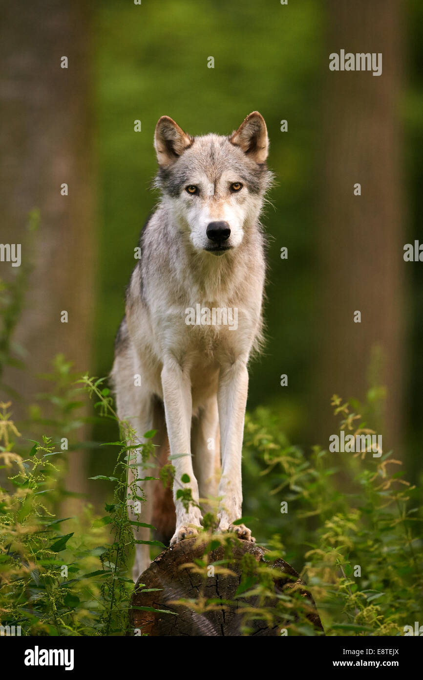 Gray Wolf Standing