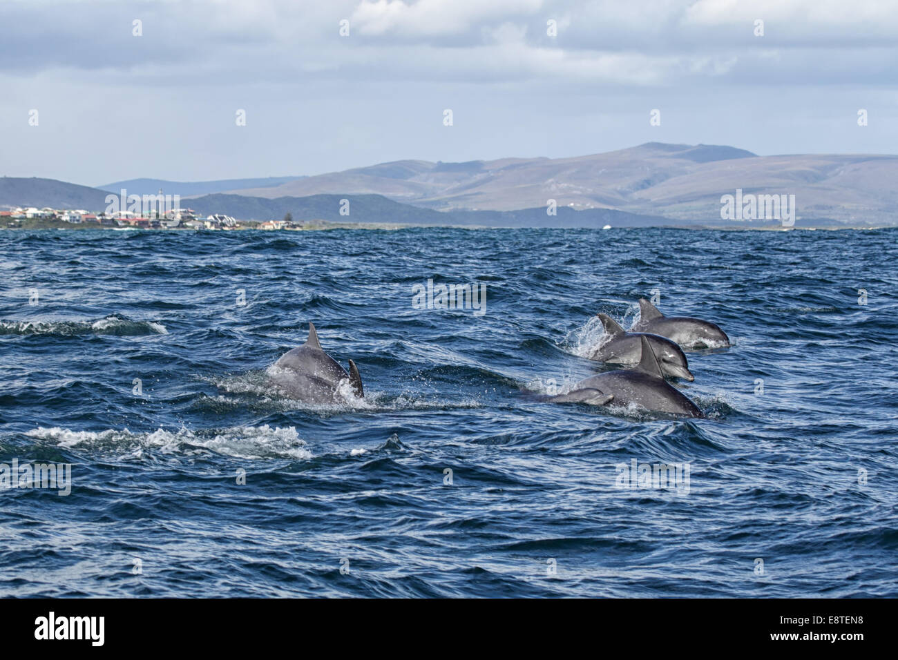 Indo pacific bottlenose dolphin hi-res stock photography and images - Alamy