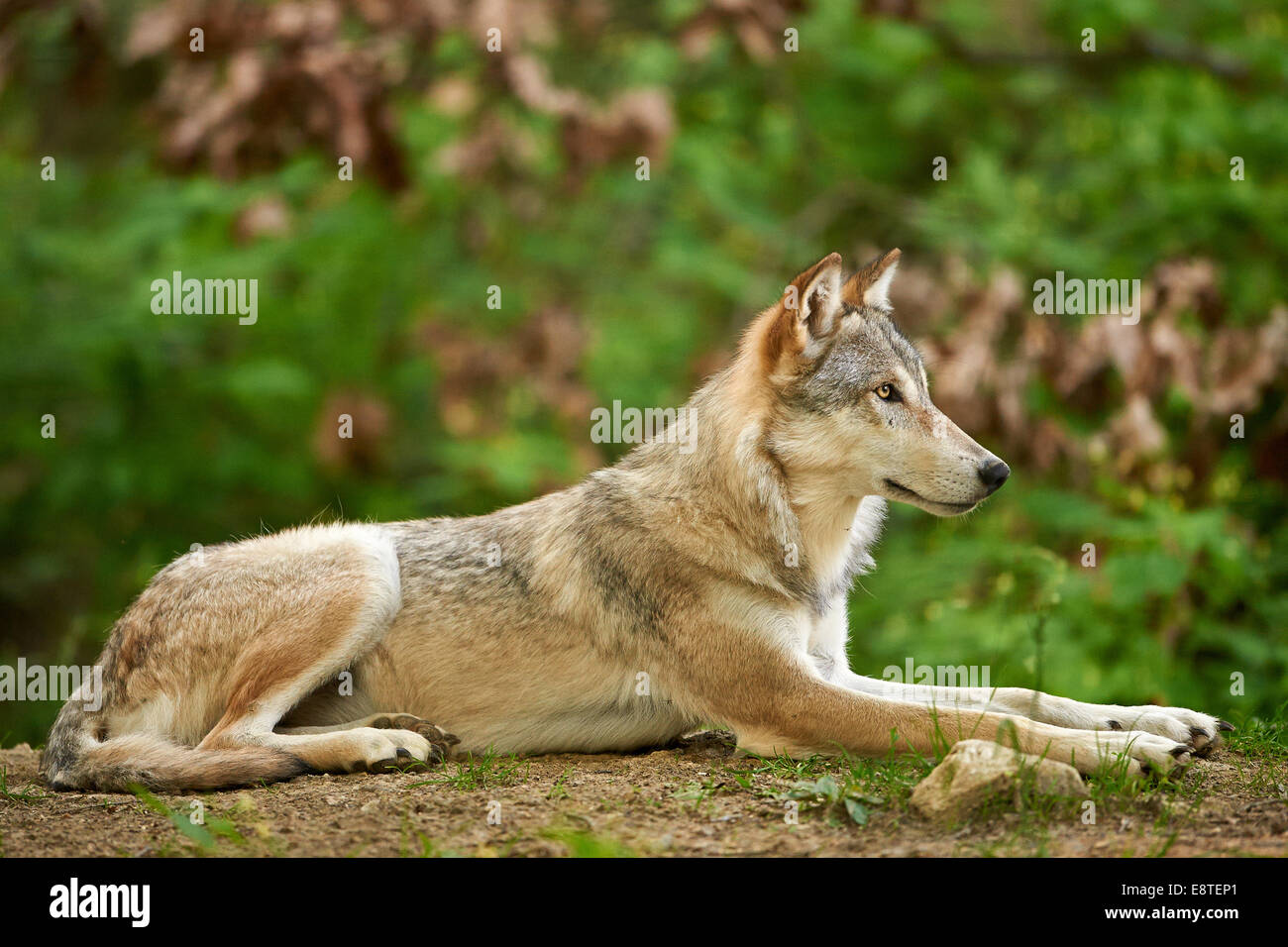 Wolf Sitting Side View Howling