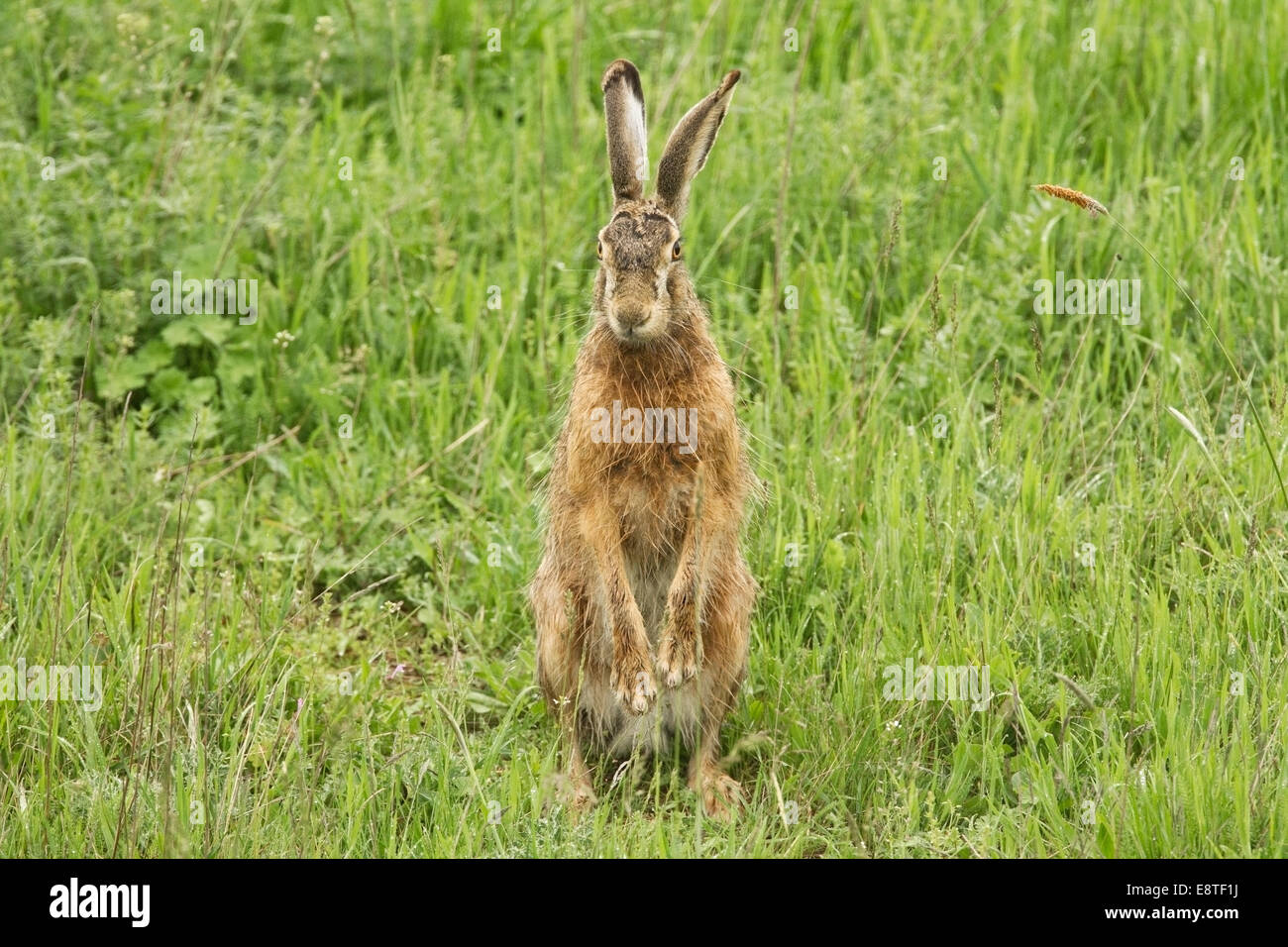 single European hare (Lepus europaeus) sitting upright in grass with ...