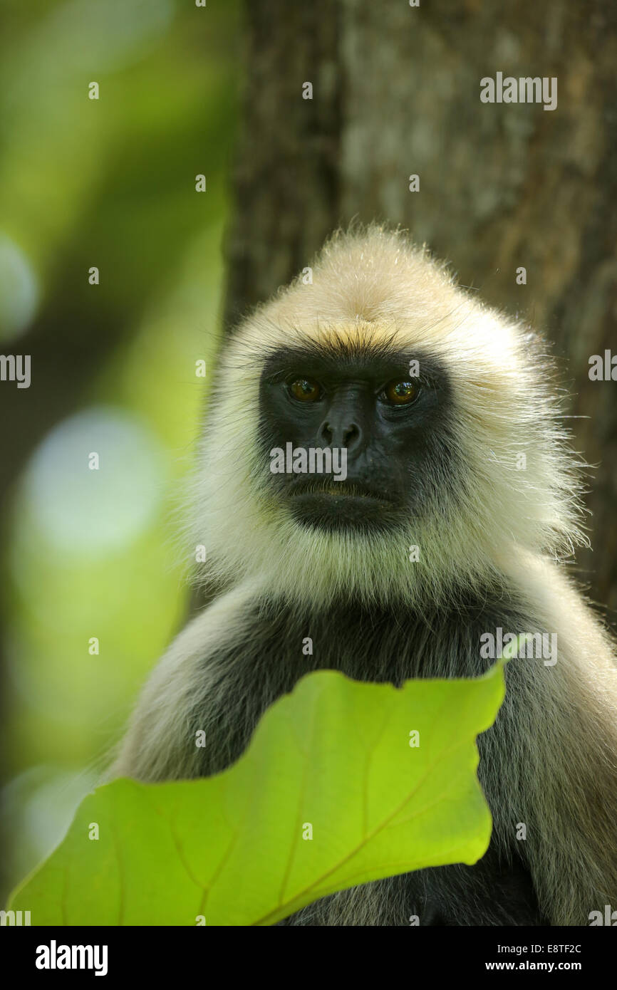 Silver langur hi-res stock photography and images - Alamy