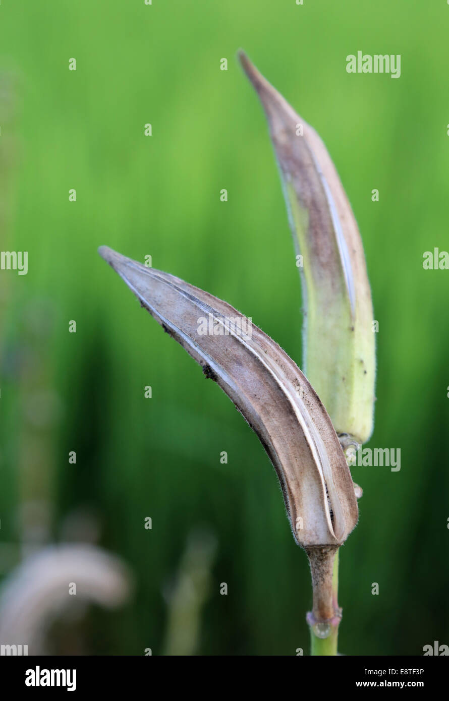 Okra plant hi-res stock photography and images - Alamy
