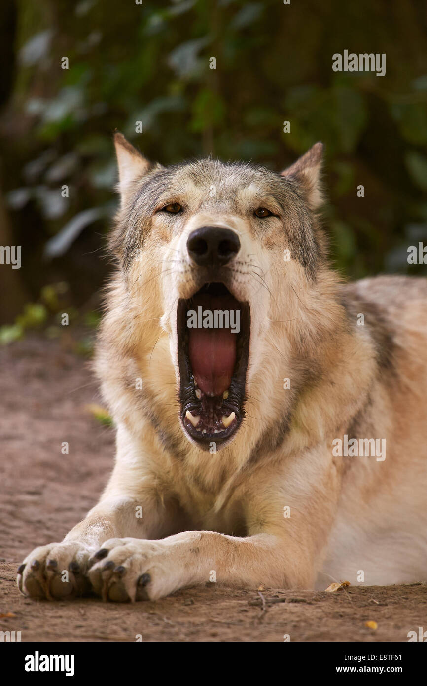 The gray wolf or grey wolf (Canis lupus) yawning Stock Photo - Alamy