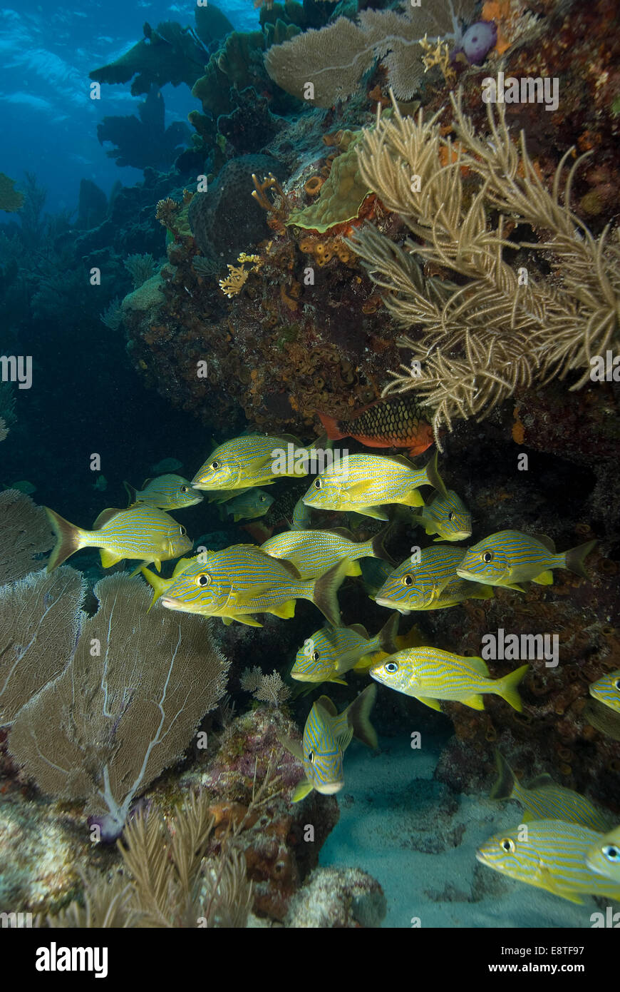 Tropical fish Coral reef at Florida Keys Stock Photo - Alamy
