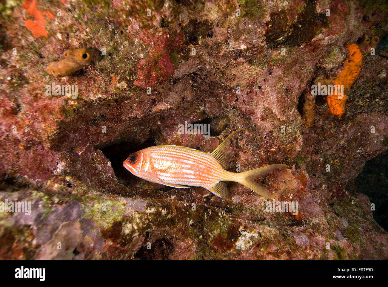 Tropical fish Coral reef at Florida Keys Stock Photo - Alamy
