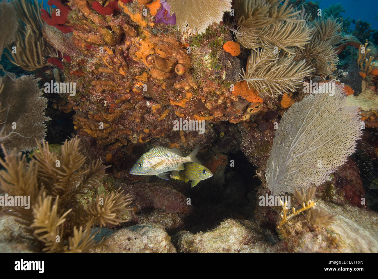 Coral reef underwater florida keys hi-res stock photography and images ...