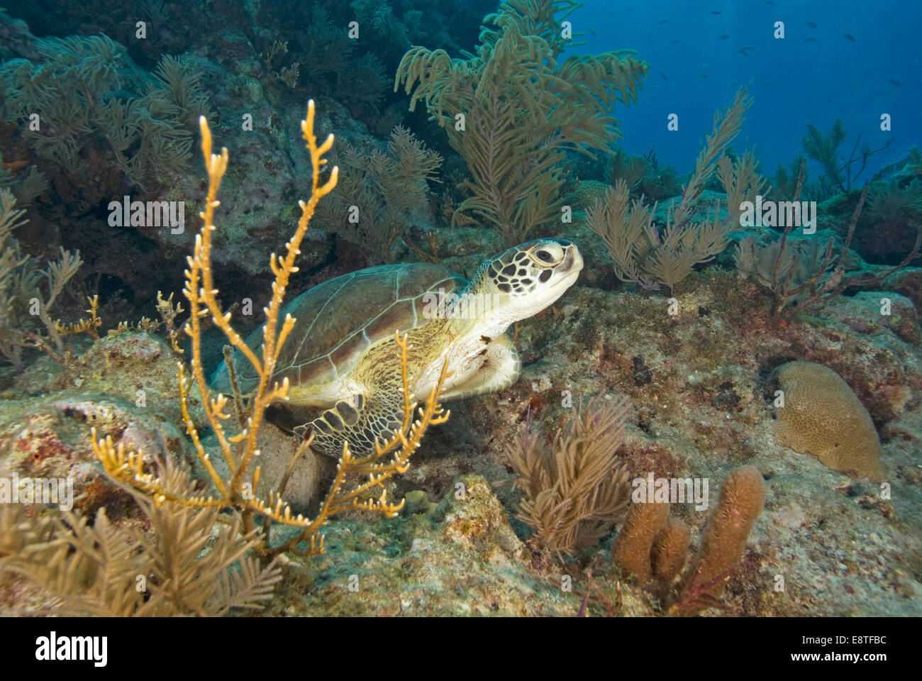 Underwater sea turtle at Key largo coral reef Stock Photo - Alamy
