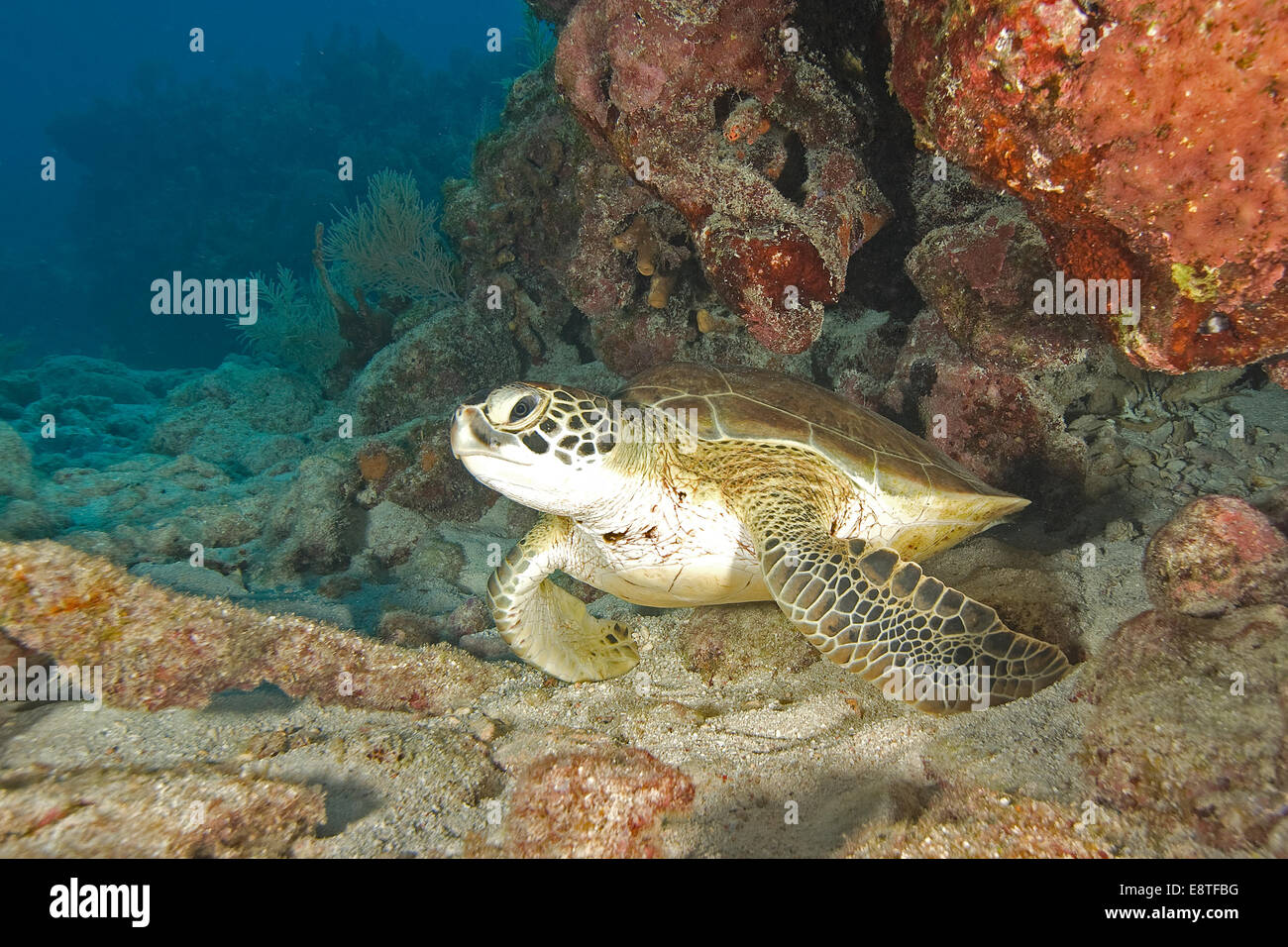 Underwater sea turtle key largo hi-res stock photography and images - Alamy