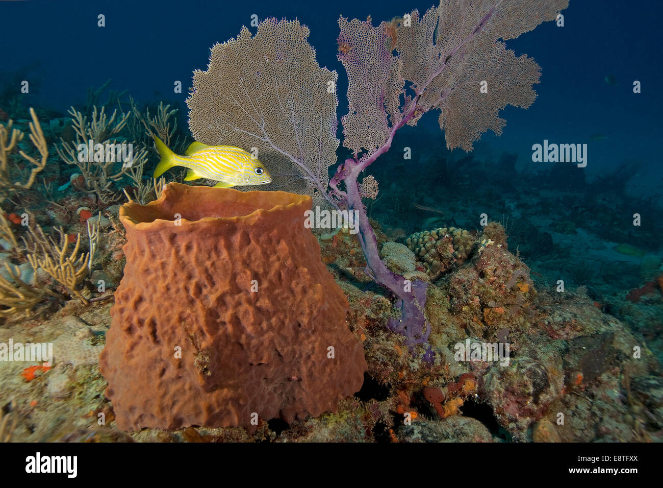 Grunt tropical fish and sea sponge at Florida Keys coral reef Stock ...