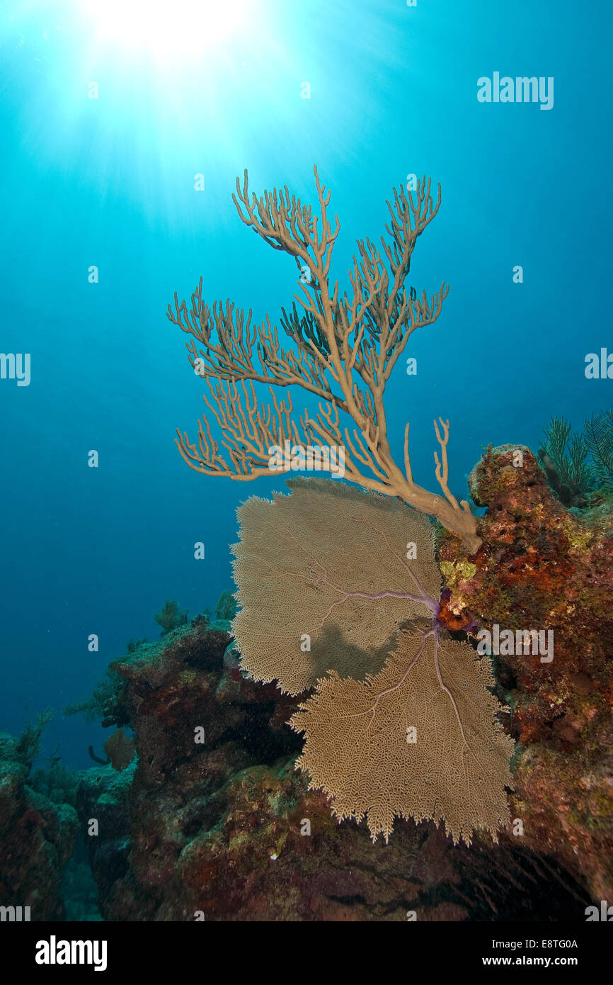 Coral Reef at Key Largo Stock Photo - Alamy