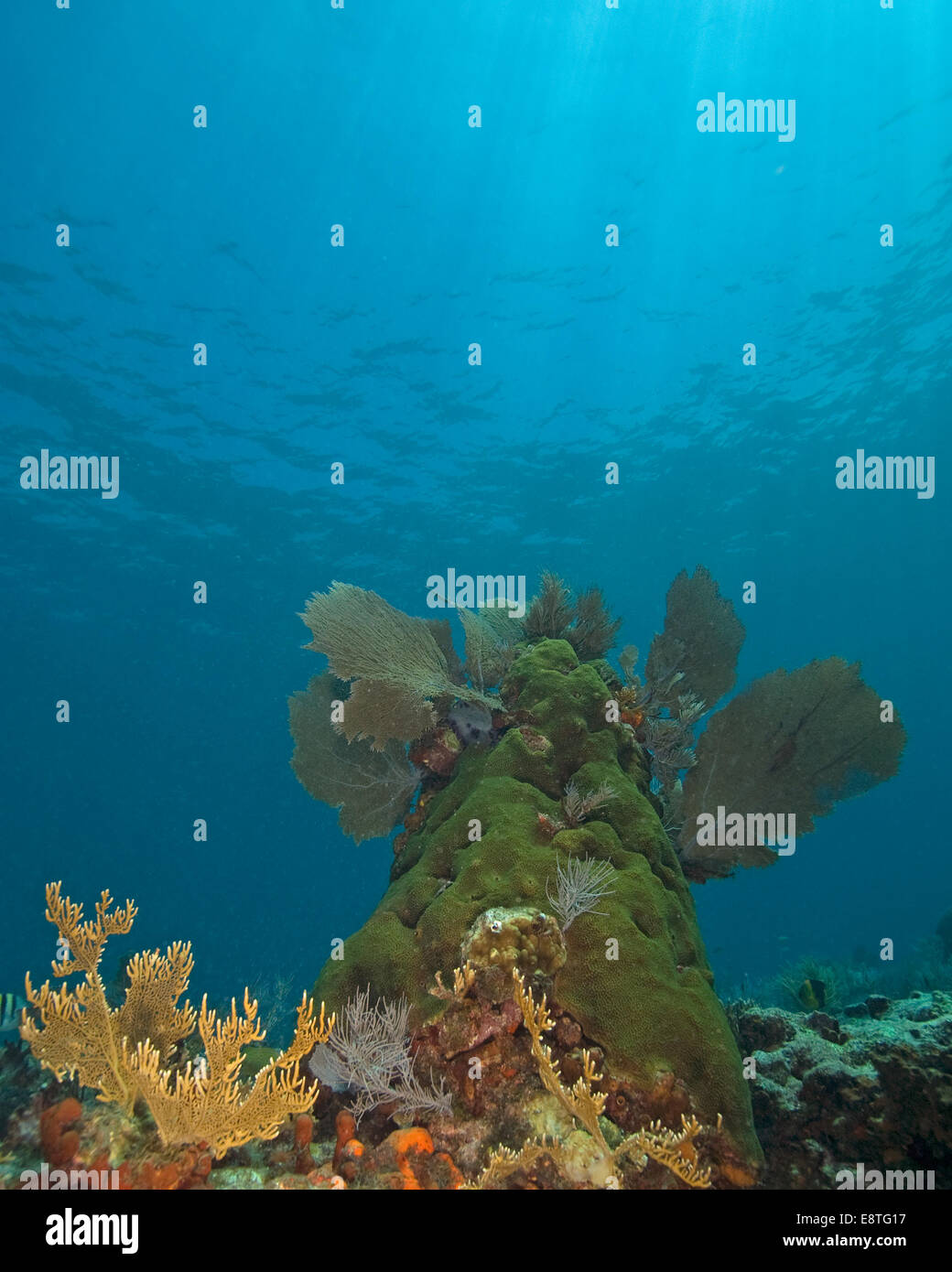 Underwater colorful coral reef at Key Largo, Florida Stock Photo - Alamy