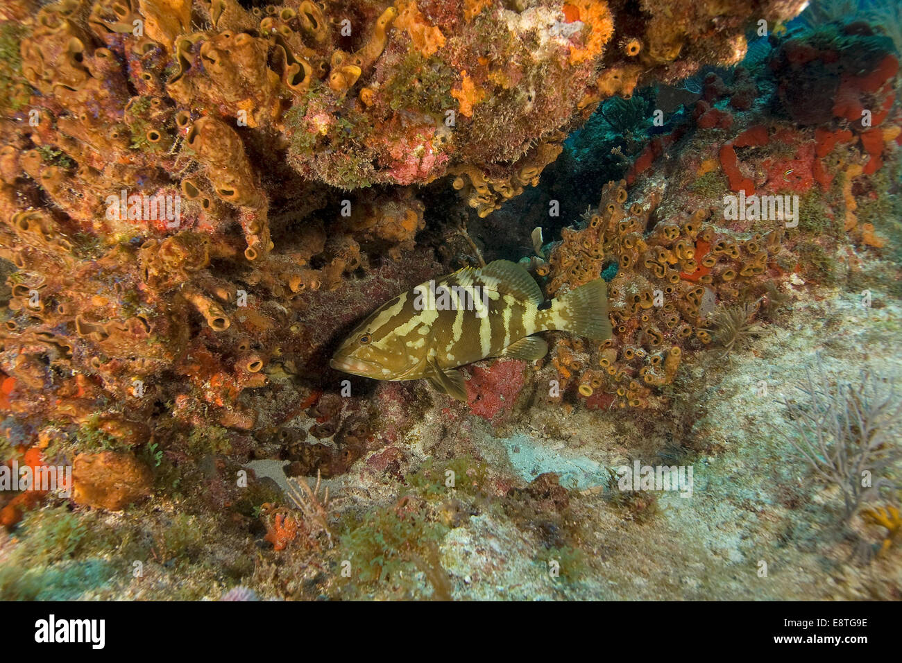 Grouper fish at Key Largo, Florida coral reef Stock Photo - Alamy
